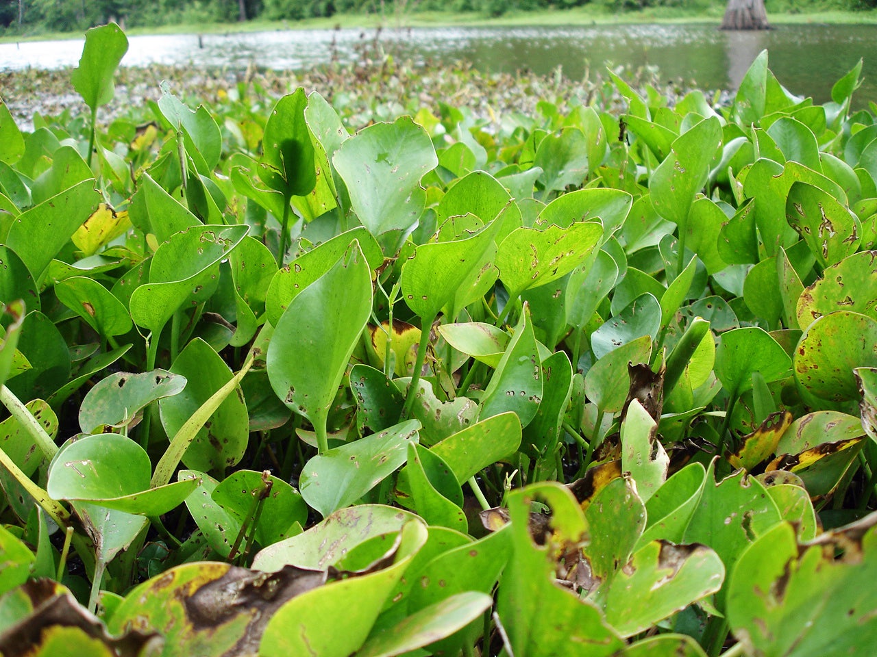 Emergent Aquatic Plants | Outdoor Alabama